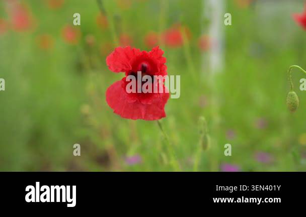 Real-time 6s static footage of a lonely red poppy moving softly in the ...
