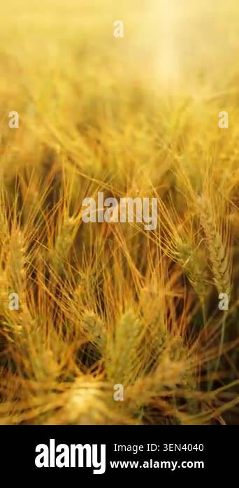 Wheat field, ears of wheat swaying from the gentle wind at sunset. The ...