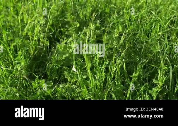 High-quality 8-second static video of fresh spring grass in sunset ...
