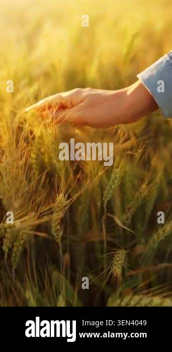 Female hand softly brushes through golden waves of wheat, capturing the ...