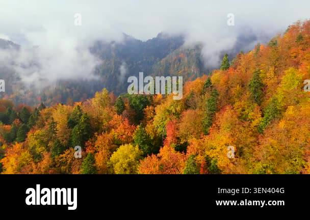 Gorgeous colorful autumn in the mountains. Aerial shot of red and ...