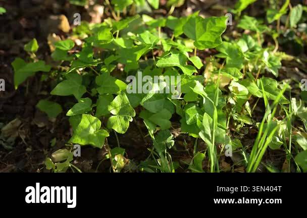 Real-time 8s static shot of vibrant green ivy leaves moving in the wind ...