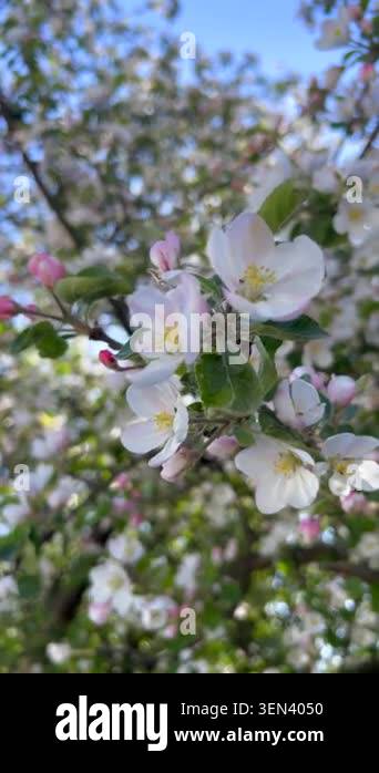 Blooming branch of a apple tree against the sky background. Pink ...