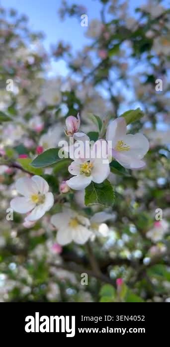 Blooming branch of a apple tree against the sky background. Pink ...
