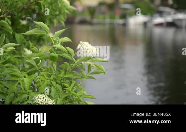 White elderflower blooms on lush green branches beside calm water ...