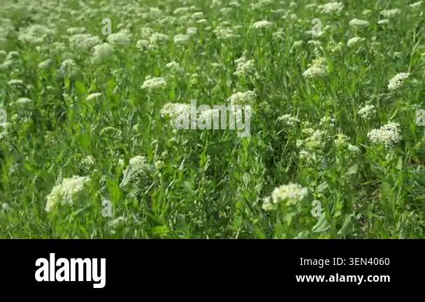 High-quality 8-second static video of a white flower field from below ...