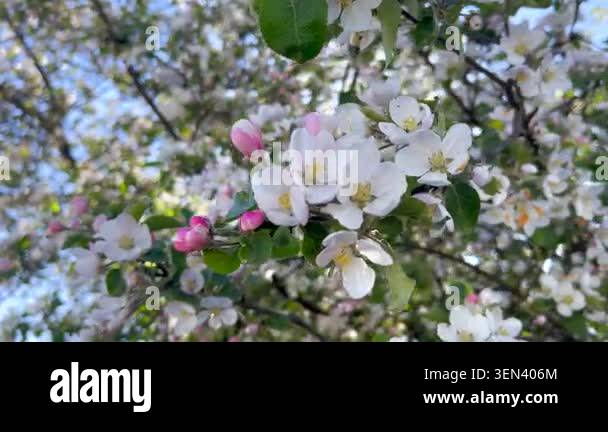 Blooming branch of a apple tree against the sky background. Pink ...