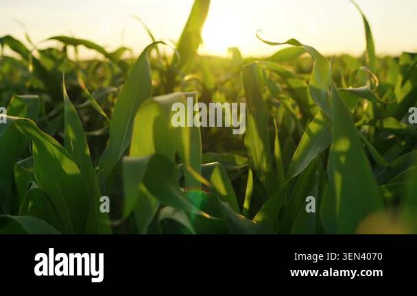 A captivating and enchanting view of vibrant corn plants bathed in the ...