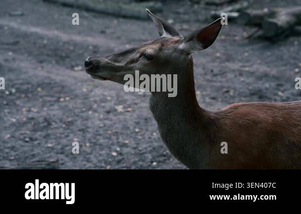 Commercial real-time footage of a young female deer looking at the ...