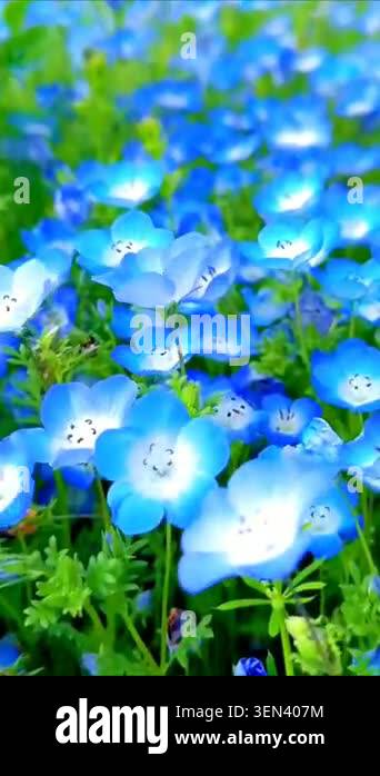 beautiful flowers in the garden, Flowers, Fruits, Rose, Daisy ...