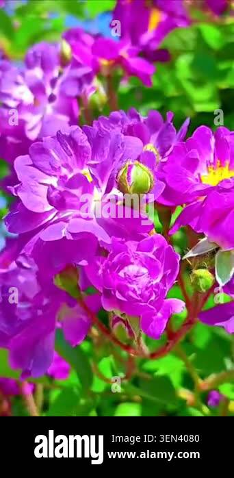 beautiful flowers in the garden, Flowers, Fruits, Rose, Daisy ...