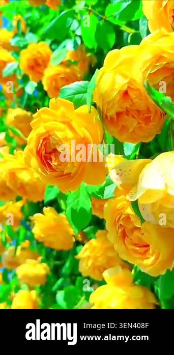 beautiful flowers in the garden, Flowers, Fruits, Rose, Daisy ...