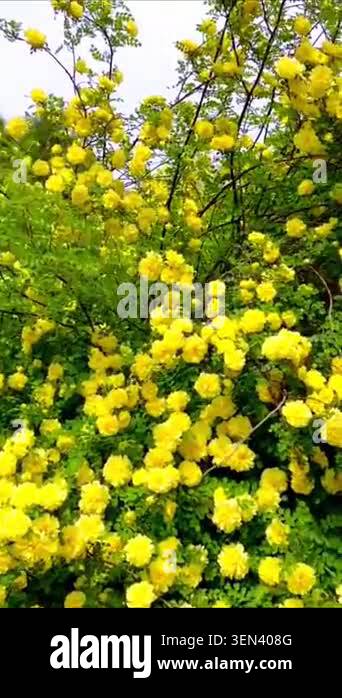 beautiful flowers in the garden, Flowers, Fruits, Rose, Daisy ...