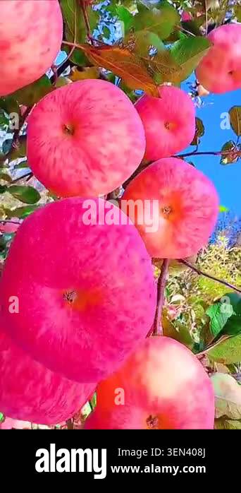beautiful flowers in the garden, Flowers, Fruits, Rose, Daisy ...