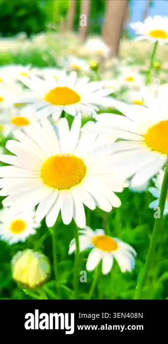 beautiful flowers in the garden, Flowers, Fruits, Rose, Daisy ...