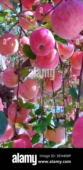 beautiful flowers in the garden, Flowers, Fruits, Rose, Daisy ...
