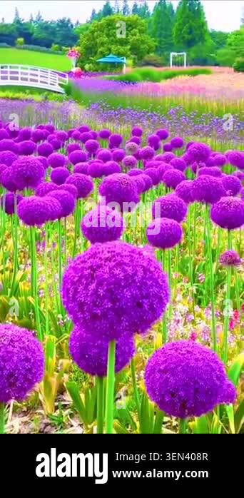 beautiful flowers in the garden, Flowers, Fruits, Rose, Daisy ...