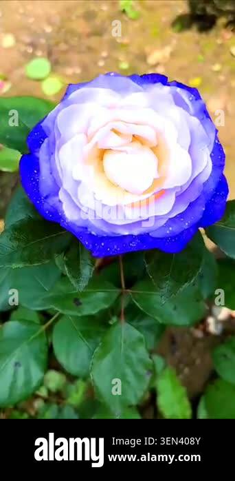 beautiful flowers in the garden, Flowers, Fruits, Rose, Daisy ...