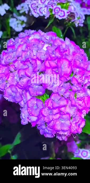 beautiful flowers in the garden, Flowers, Fruits, Rose, Daisy ...
