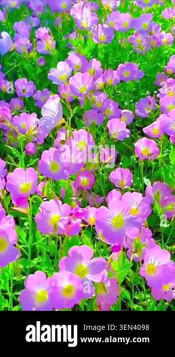 beautiful flowers in the garden, Flowers, Fruits, Rose, Daisy ...