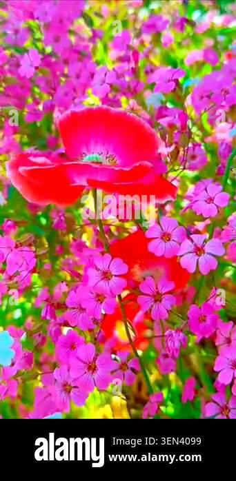 beautiful flowers in the garden, Flowers, Fruits, Rose, Daisy ...