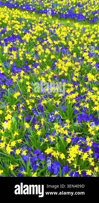 beautiful flowers in the garden, Flowers, Fruits, Rose, Daisy ...