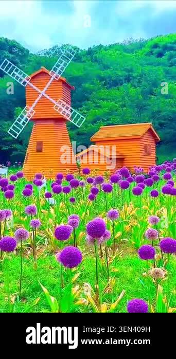 beautiful flowers in the garden, Flowers, Fruits, Rose, Daisy ...