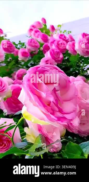 beautiful flowers in the garden, Flowers, Fruits, Rose, Daisy ...