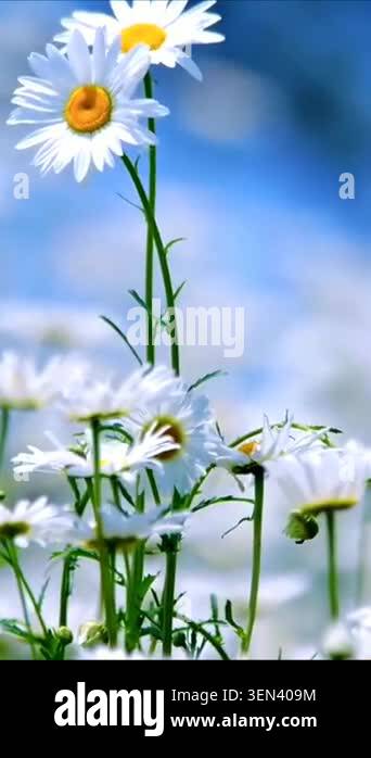 beautiful flowers in the garden, Flowers, Fruits, Rose, Daisy ...
