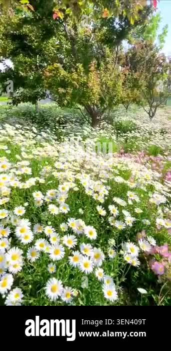beautiful flowers in the garden, Flowers, Fruits, Rose, Daisy ...