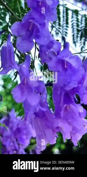 beautiful flowers in the garden, Flowers, Fruits, Rose, Daisy ...