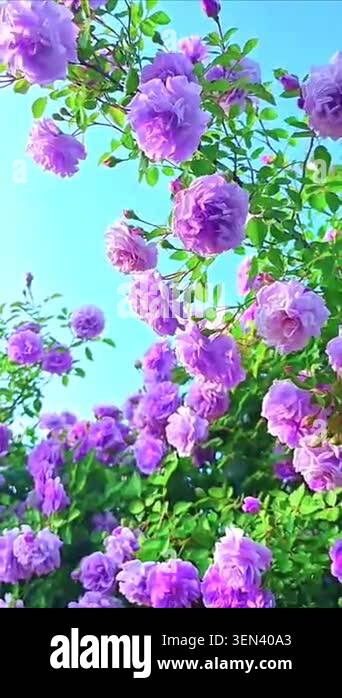 beautiful flowers in the garden, Flowers, Fruits, Rose, Daisy ...