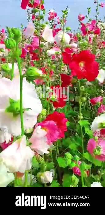beautiful flowers in the garden, Flowers, Fruits, Rose, Daisy ...
