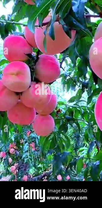 beautiful flowers in the garden, Flowers, Fruits, Rose, Daisy ...