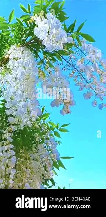 beautiful flowers in the garden, Flowers, Fruits, Rose, Daisy ...