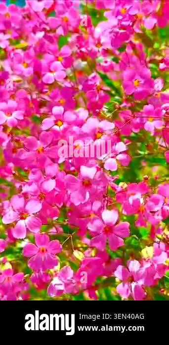 beautiful flowers in the garden, Flowers, Fruits, Rose, Daisy ...