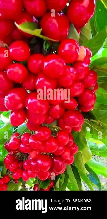 beautiful flowers in the garden, Flowers, Fruits, Rose, Daisy ...