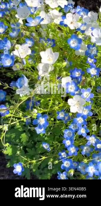 beautiful flowers in the garden, Flowers, Fruits, Rose, Daisy ...