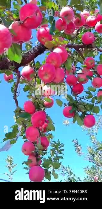 beautiful flowers in the garden, Flowers, Fruits, Rose, Daisy ...