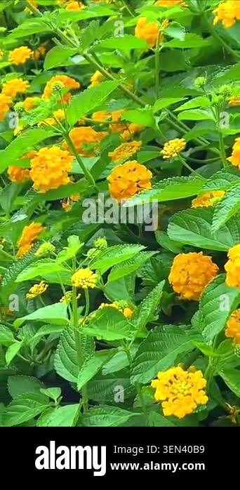 beautiful flowers in the garden, Flowers, Fruits, Rose, Daisy ...