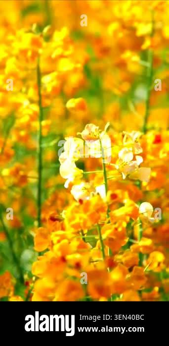beautiful flowers in the garden, Flowers, Fruits, Rose, Daisy ...