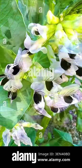beautiful flowers in the garden, Flowers, Fruits, Rose, Daisy ...