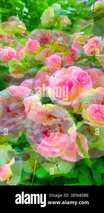beautiful flowers in the garden, Flowers, Fruits, Rose, Daisy ...