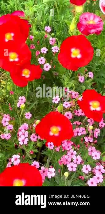 beautiful flowers in the garden, Flowers, Fruits, Rose, Daisy ...