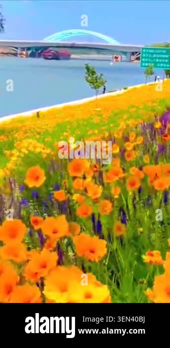 beautiful flowers in the garden, Flowers, Fruits, Rose, Daisy ...