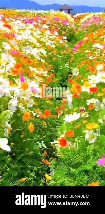 beautiful flowers in the garden, Flowers, Fruits, Rose, Daisy ...