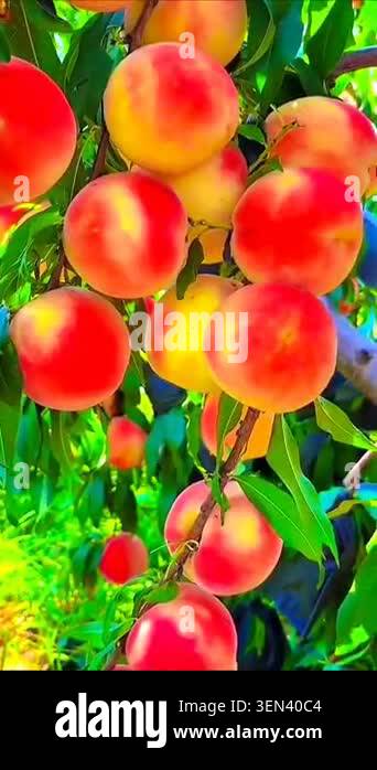 beautiful flowers in the garden, Flowers, Fruits, Rose, Daisy ...