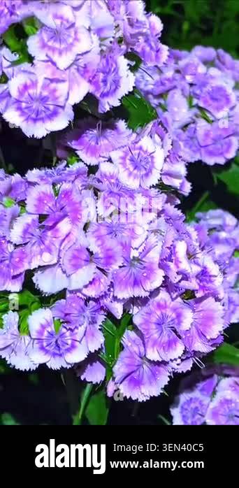 beautiful flowers in the garden, Flowers, Fruits, Rose, Daisy ...