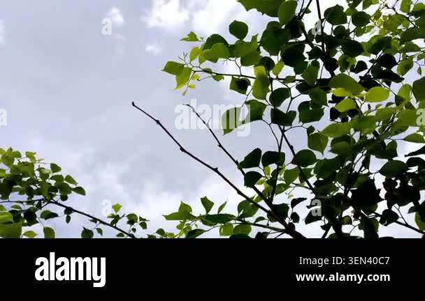 Fresh Green Leaves Against Cloudy Sky Natures Tranquil Beauty Stock ...