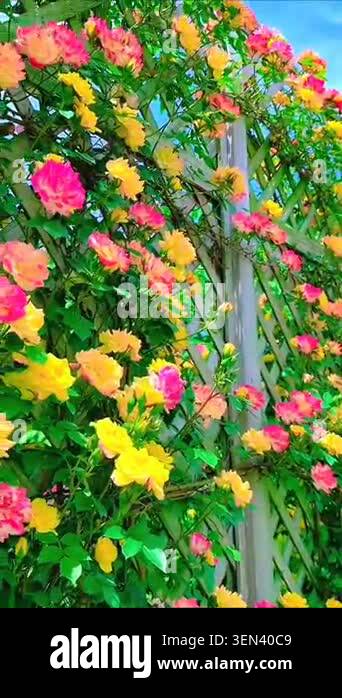 beautiful flowers in the garden, Flowers, Fruits, Rose, Daisy ...